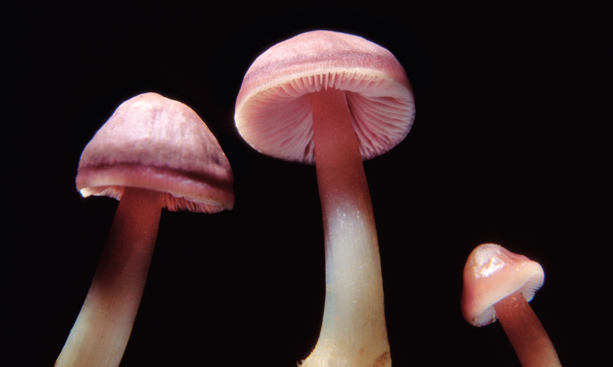 Hongos: Un Reino por Descubrir :: MNHN :: Galería